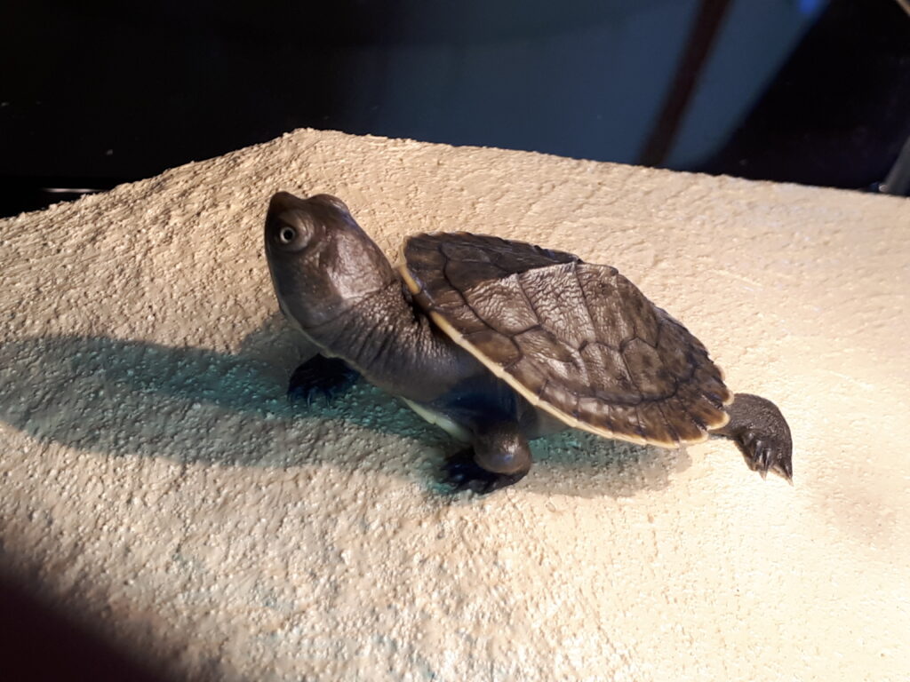 Gallery - Brisbane Turtles